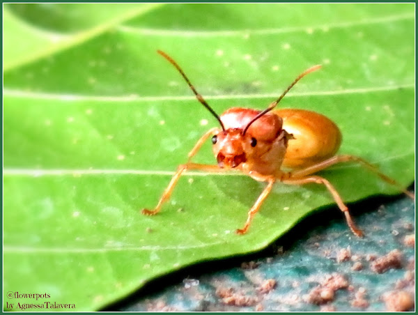 Mated Queen Green Ant | Project Noah