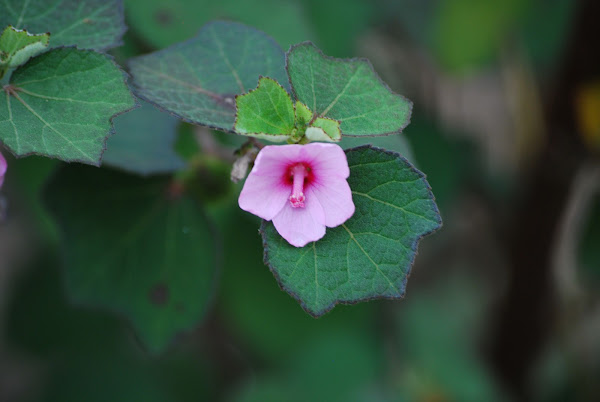 Caesar weed | Project Noah