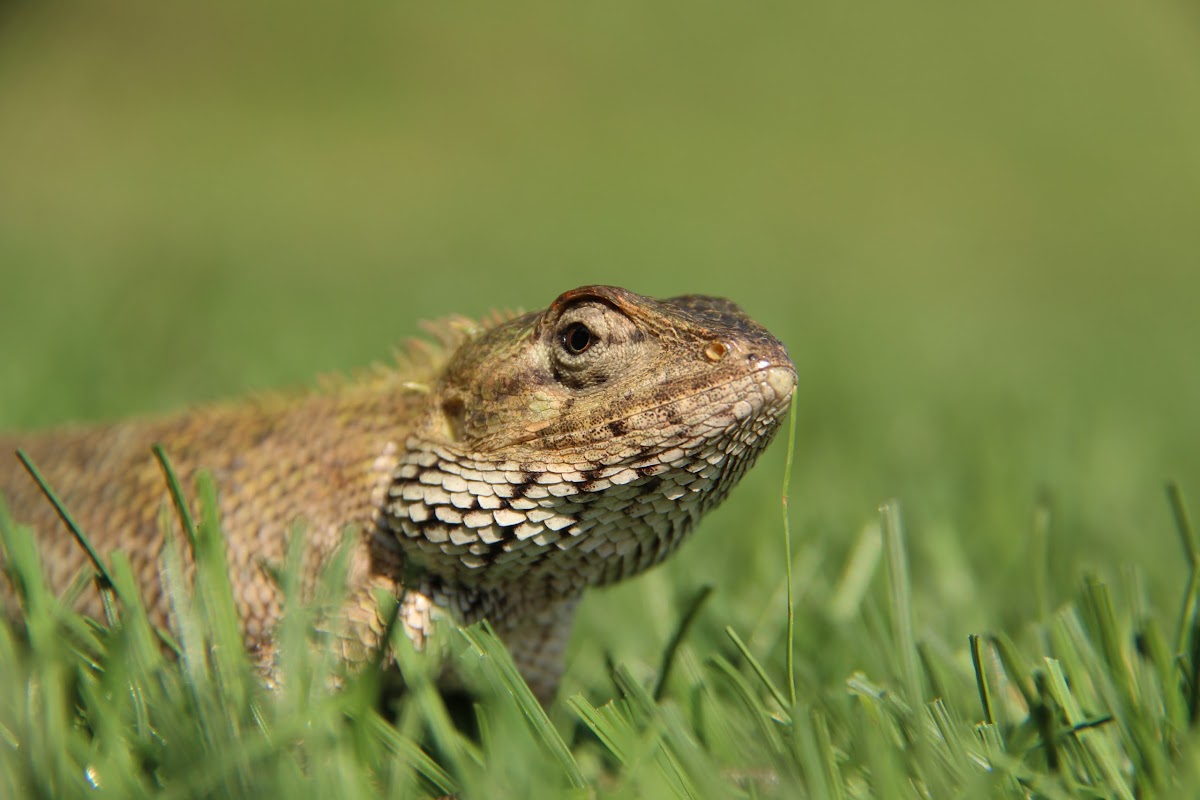 Changeable Lizard | Project Noah