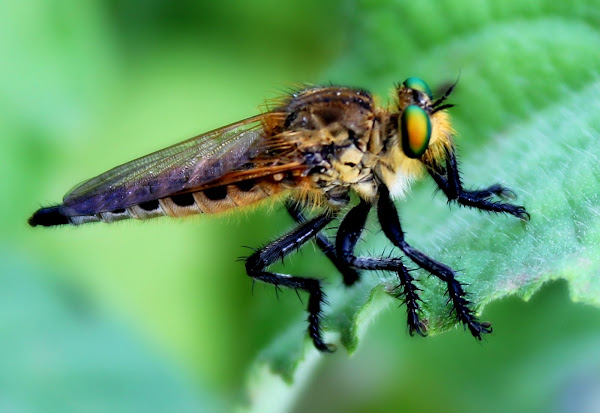 Robber fly | Project Noah