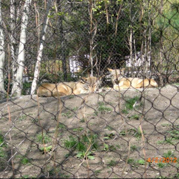 Red wolf | Project Noah