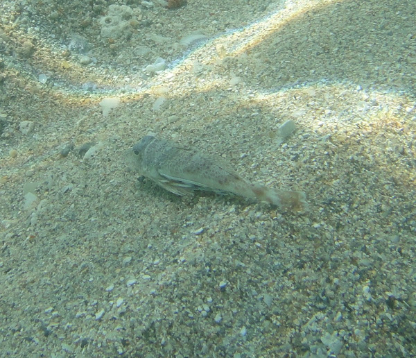 Sea Robin | Project Noah