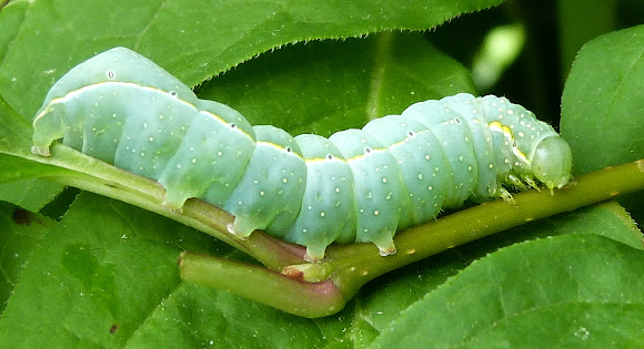 Copper Underwing Moth Caterpillar | Project Noah