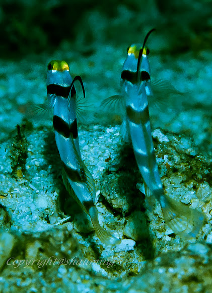 Black ray shrimp goby | Project Noah