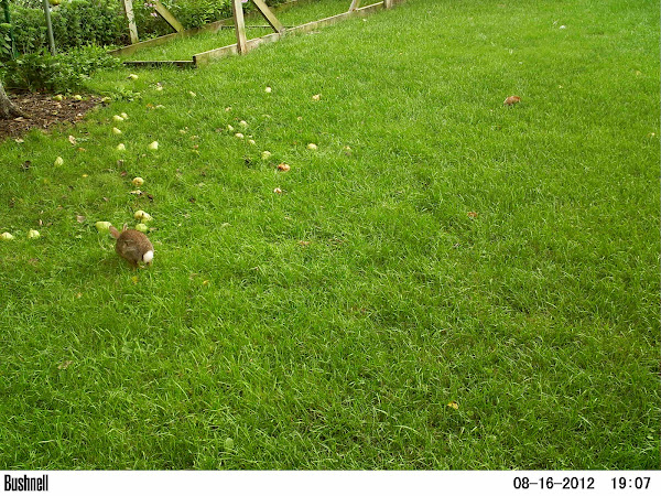 rabbit | Project Noah