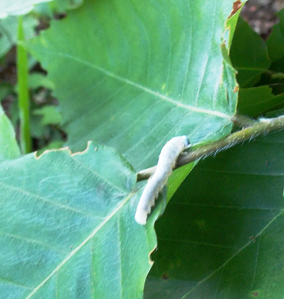 Forage Looper (Moth Larvae) | Project Noah