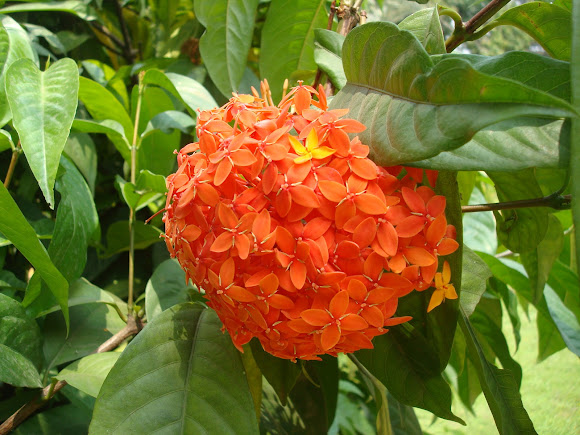 Ashoka Tree | Project Noah