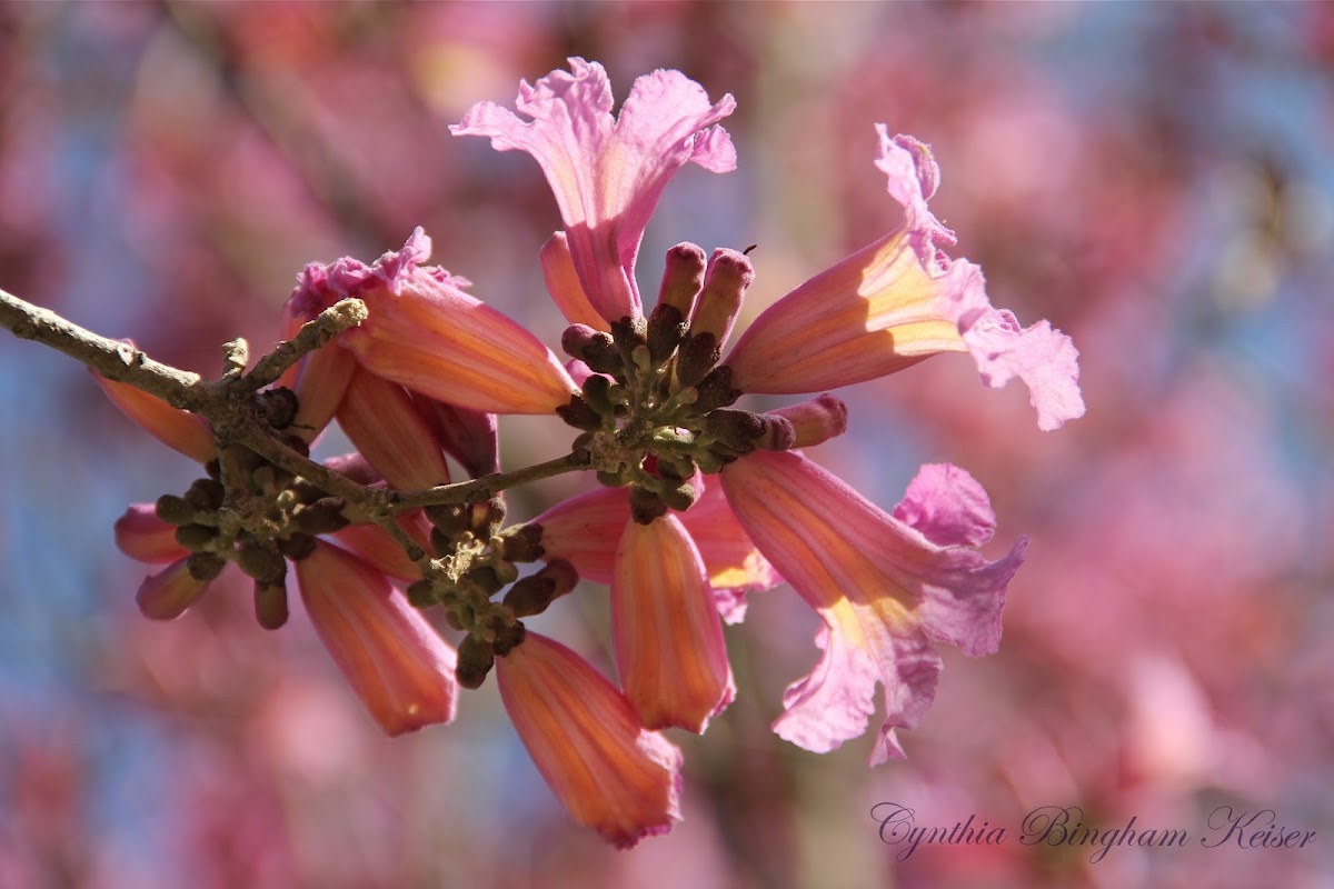 Pink Trumpet Tree | Project Noah
