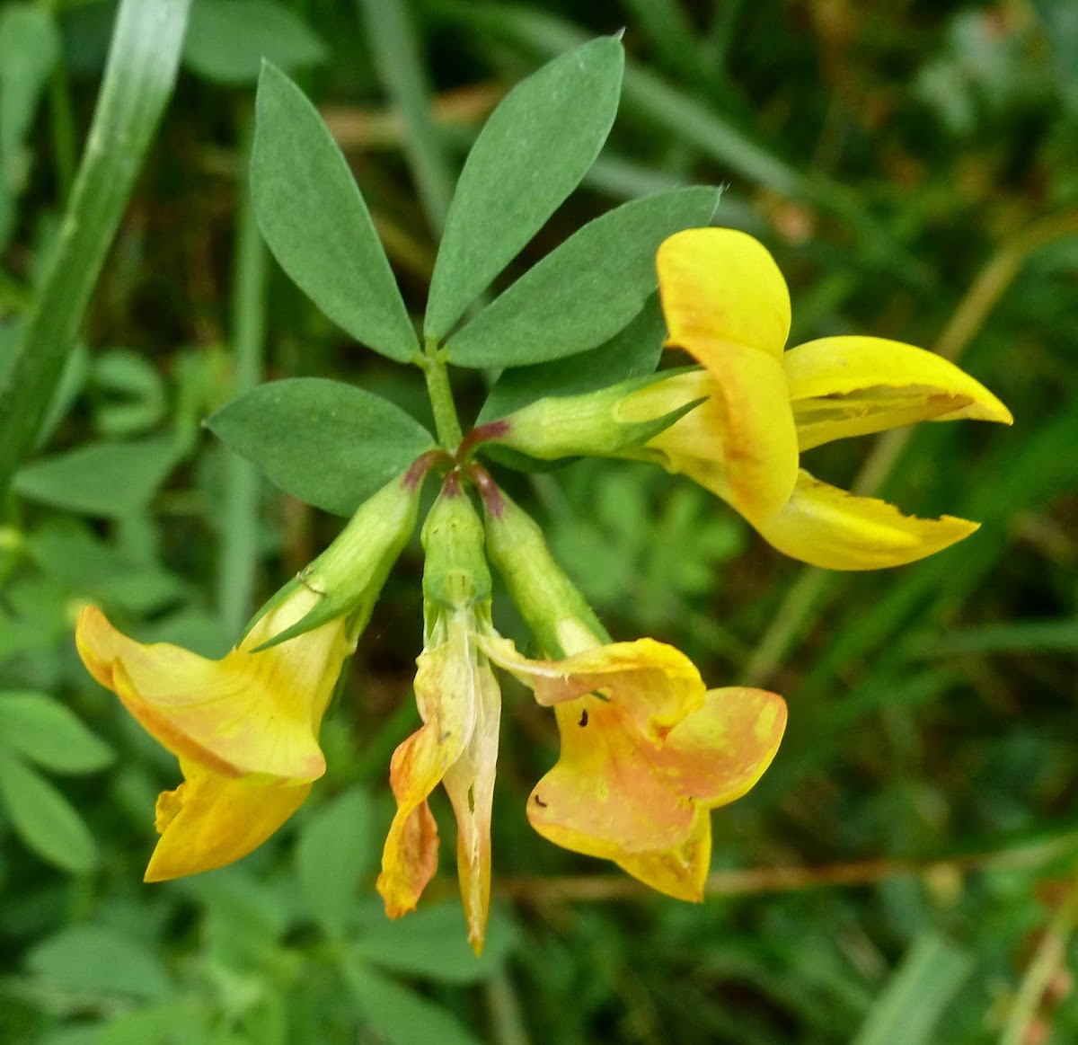 Birds-foot Trefoil | Project Noah