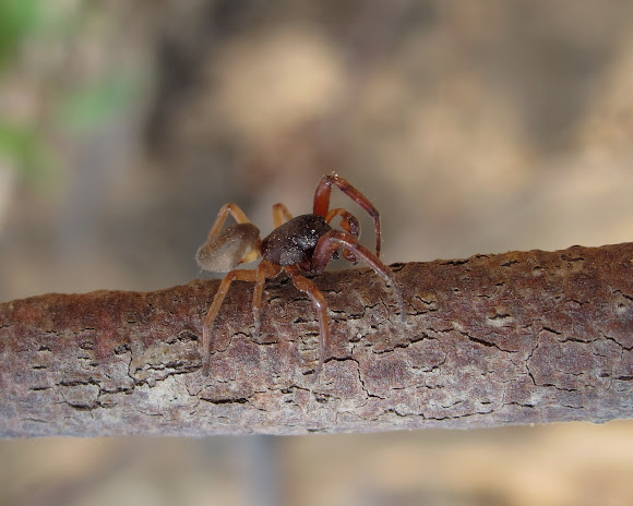 Sac Spider | Project Noah