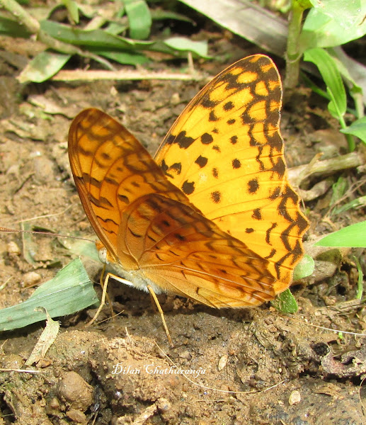 Common Leopard Phalanta | Project Noah