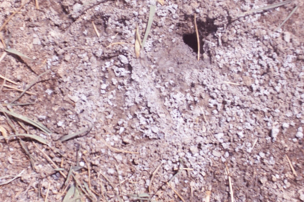 Great Basin Pocket Mouse Burrow | Project Noah