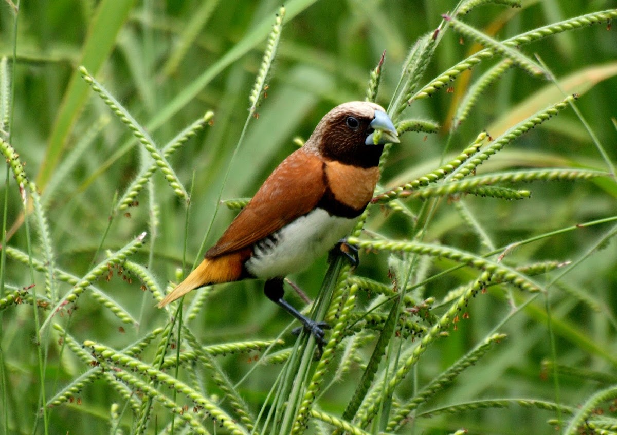 Chestnut Breasted Mannikin | Project Noah