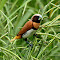 Chestnut Breasted Mannikin | Project Noah