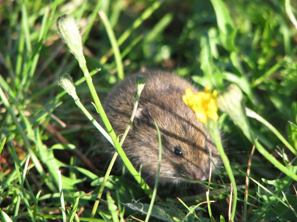 Southern bog lemming | Project Noah