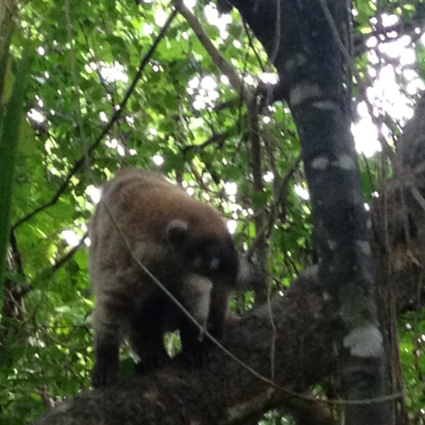 Coatimundi | Project Noah