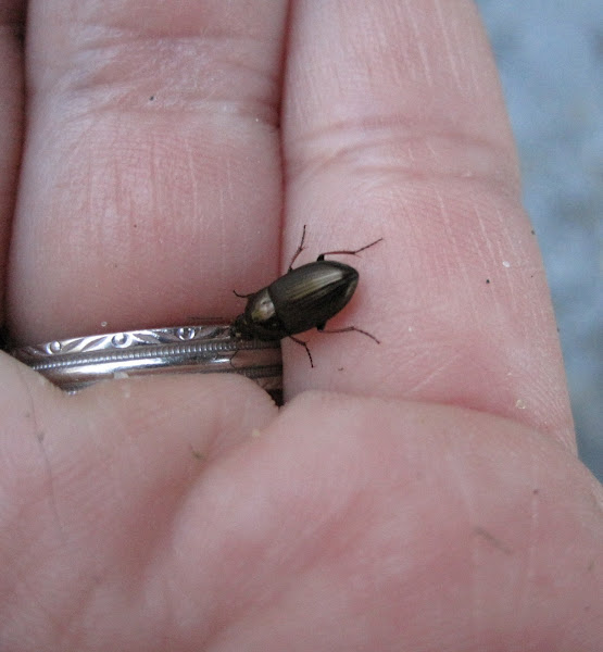 Common Sun Beetle | Project Noah