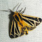 Harnessed Tiger Moth | Project Noah