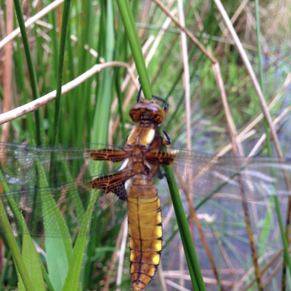 Broad-bodied Chaser (Female) | Project Noah