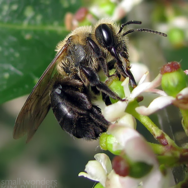 Mining bee - female | Project Noah
