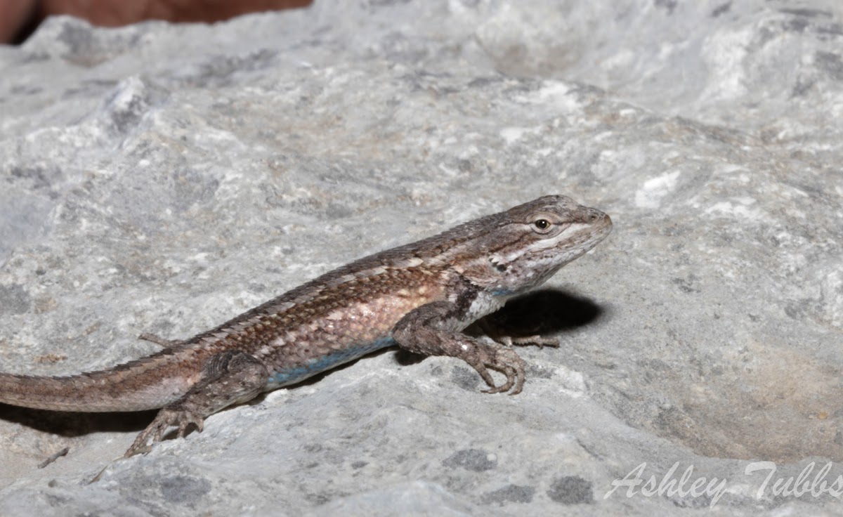 Prairie Lizard | Project Noah