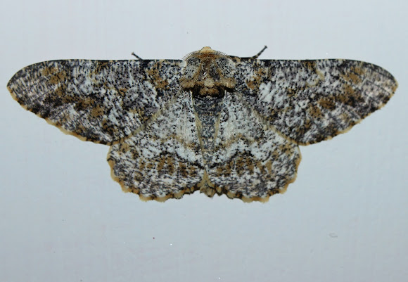 Biston Suppressaria Moth | Project Noah