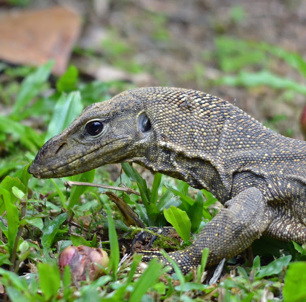 Clouded monitor | Project Noah