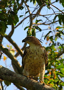 Hodgson's hawk-eagle | Project Noah