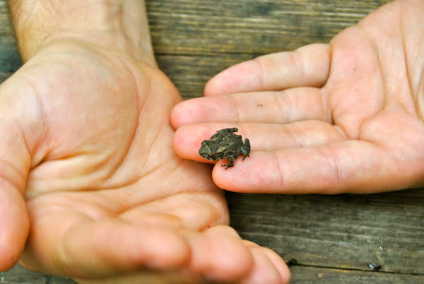 Eastern American Toad | Project Noah