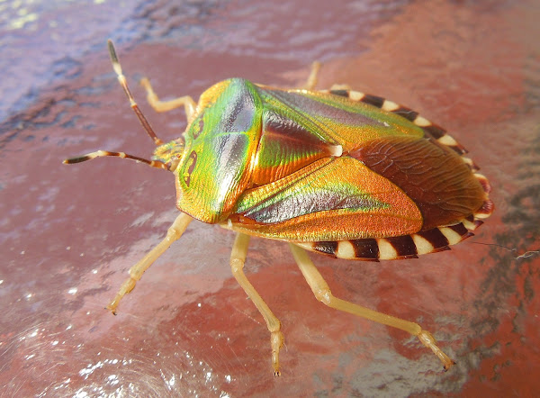 Mattiphus Shield Bug | Project Noah