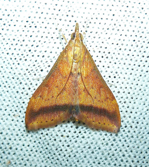 Pyrausta Moth | Project Noah