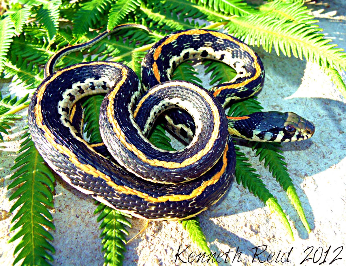 Eastern Blackneck Garter Snake | Project Noah