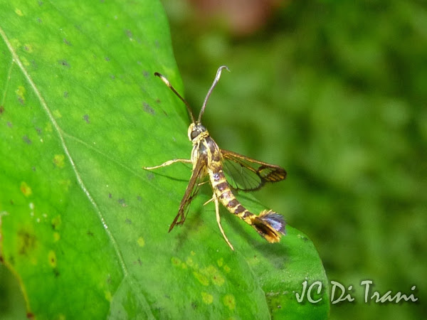 Sesiidae Butterfly | Project Noah