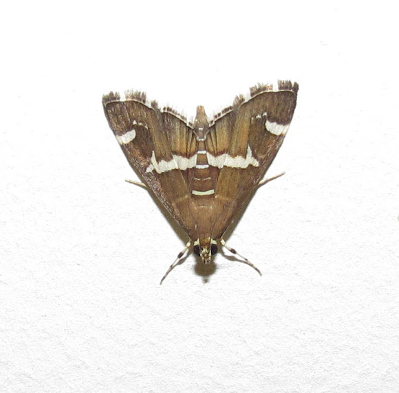 Maize moth / Beet webworm | Project Noah