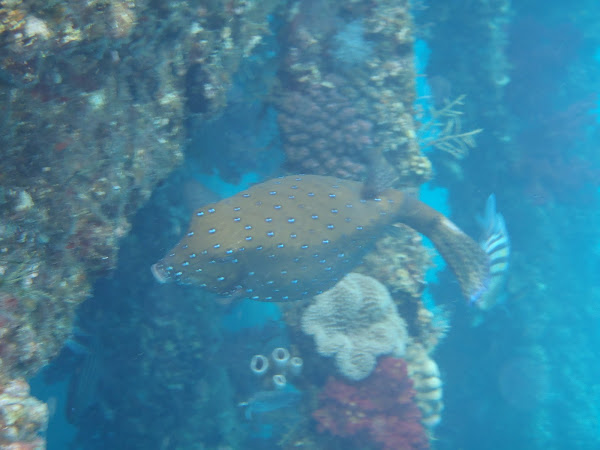 Box fish | Project Noah