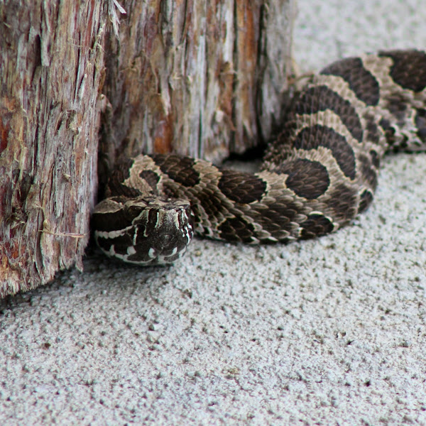 Massasauga Rattlesnake | Project Noah