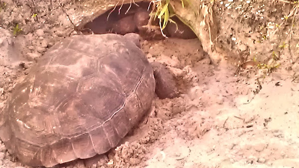 Gopher tortoises | Project Noah