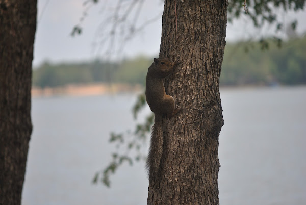 Gray Squirrel | Project Noah