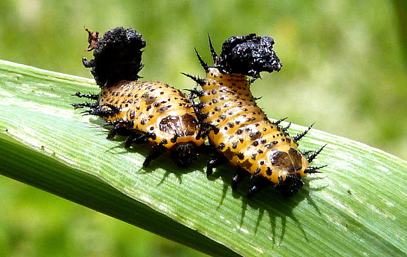 Argus Tortoise Beetle larvae | Project Noah