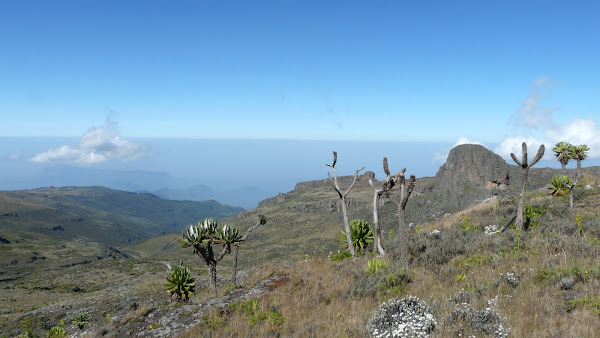 Giant Groundsel | Project Noah