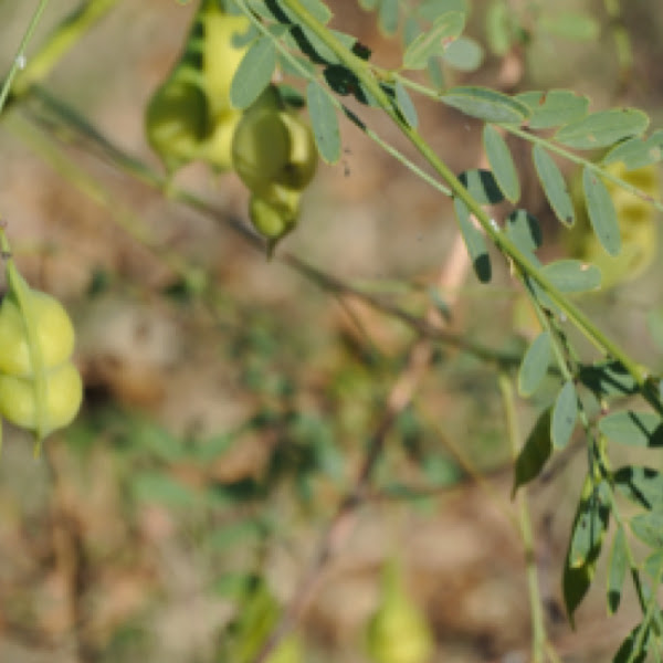 Bagpod, Bladderpod | Project Noah