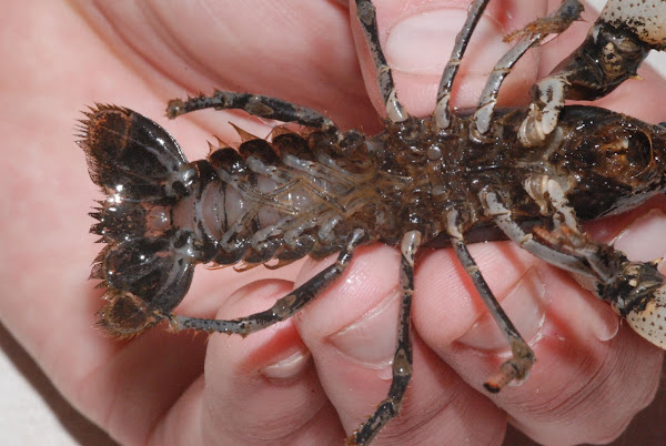 Prairie crayfish | Project Noah