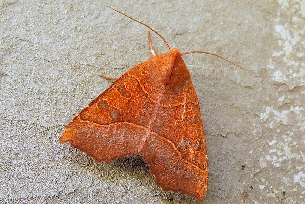 Scalloped Sallow Moth | Project Noah