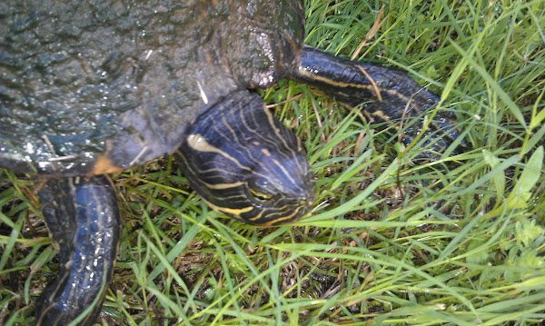 Eastern River Cooter | Project Noah