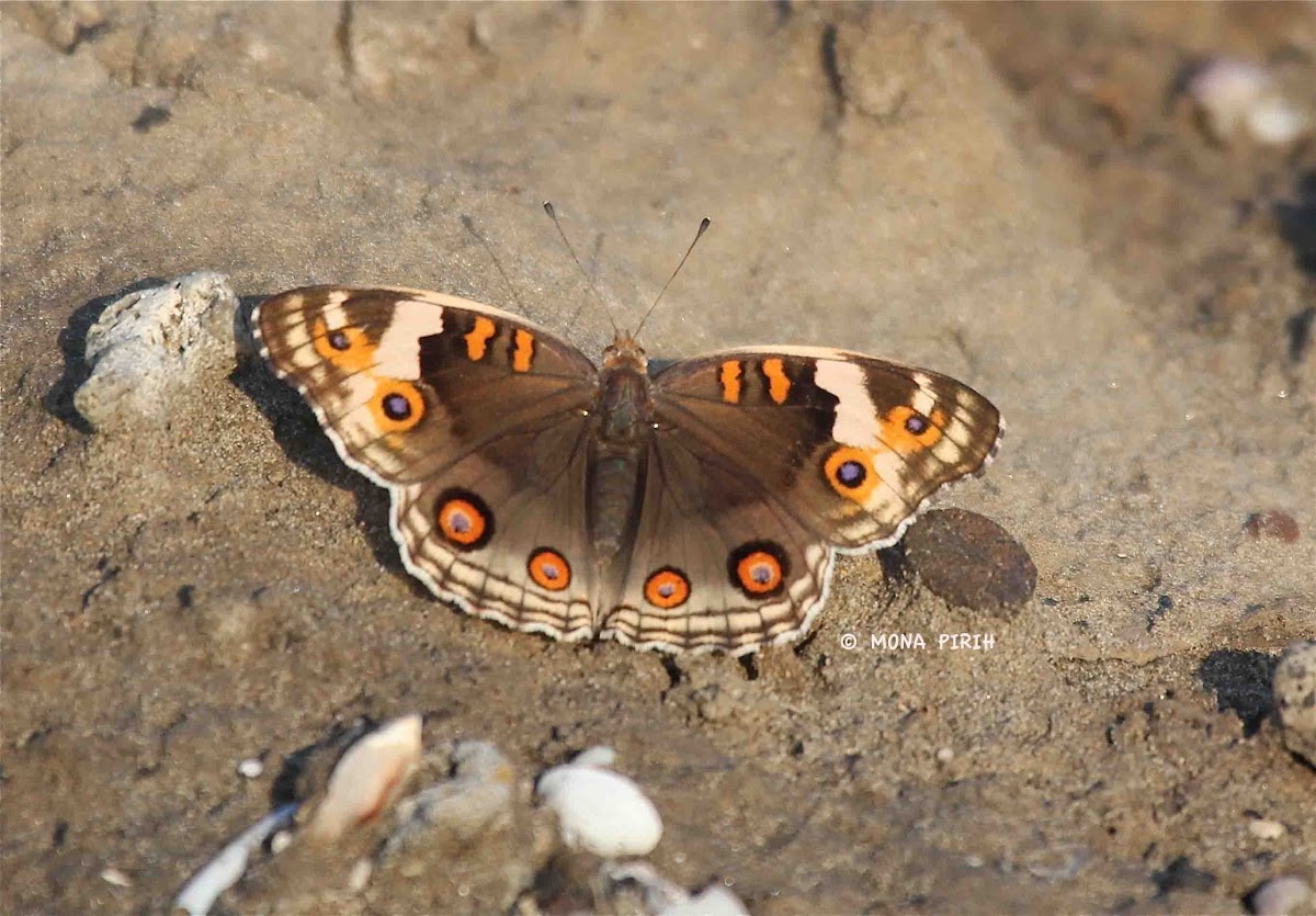 Blue Pansy - female | Project Noah