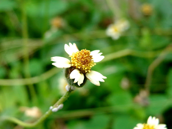 Coat Buttons (ghamra) | Project Noah