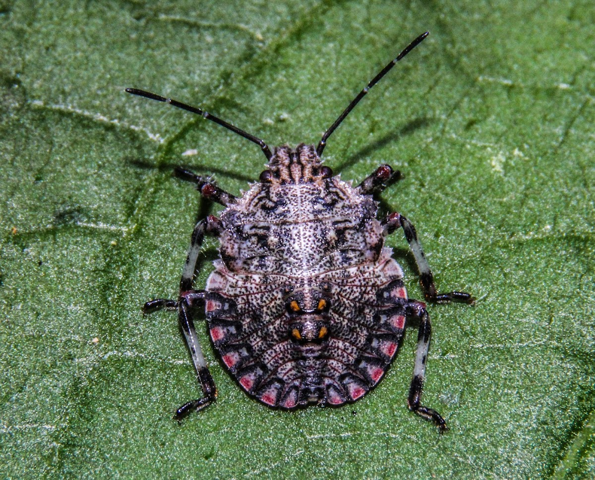 Rough Stink Bug | Project Noah