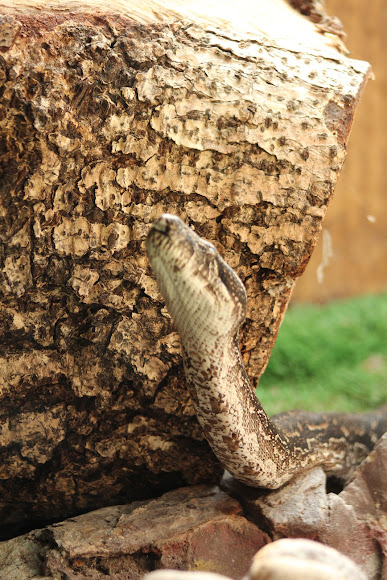 Argentine boa | Project Noah