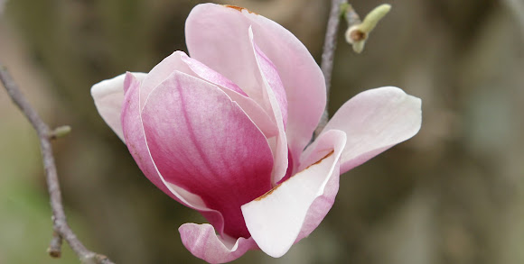 Teacup Magnolia | Project Noah