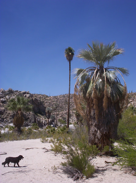 Mexican blue palm or "blue hesper palm" | Project Noah